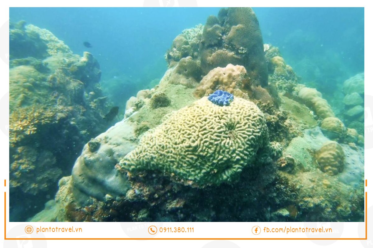 Đặc điểm san hô Phú Quốc đa dạng thế nào & các loài đặc trưng